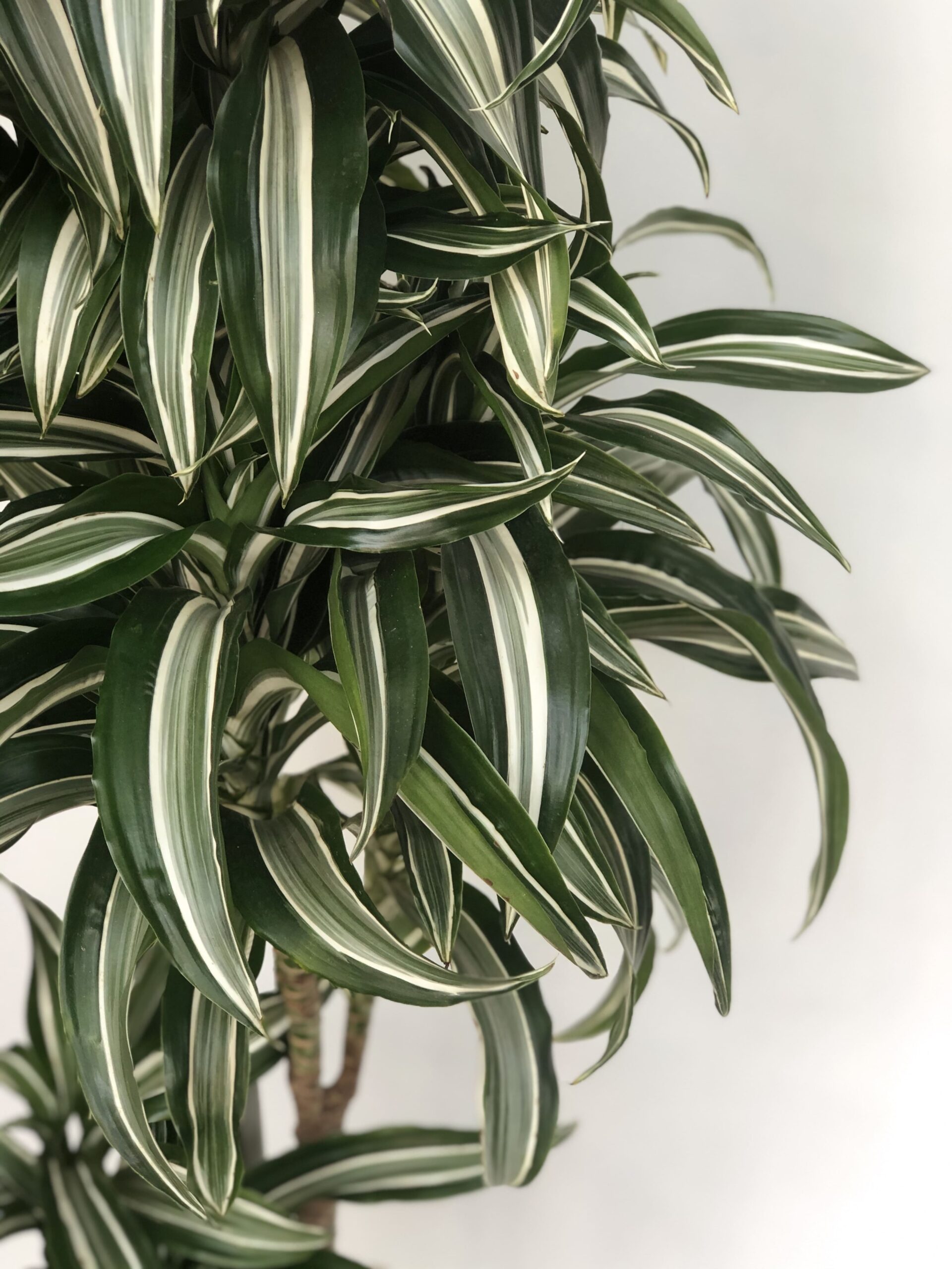 Dragon Tree Tall - Mathioudakis Flowers