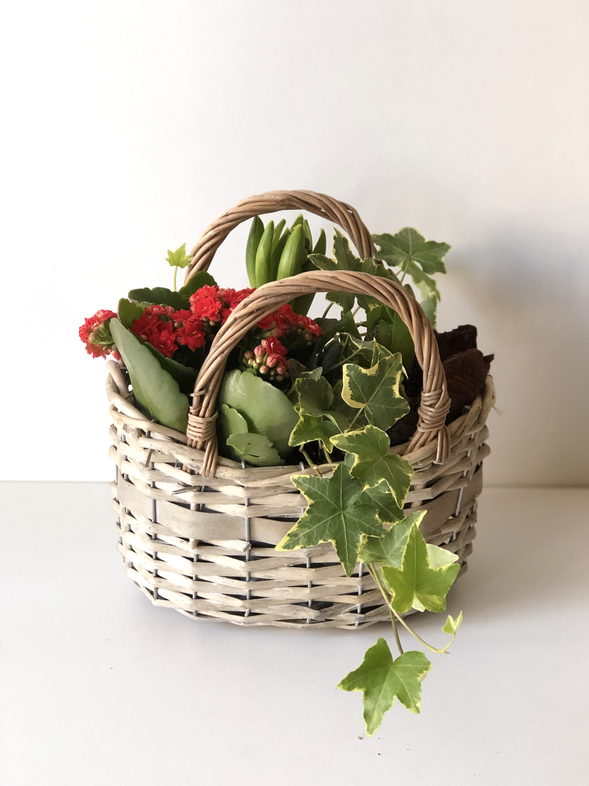 Red Kalanchoe Basket - Mathioudakis Flowers